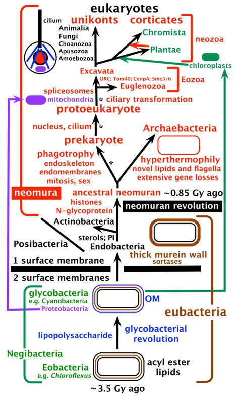 Archaebacteria Cell Diagram