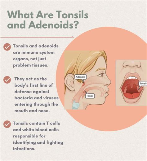 Purpose Of Tonsils And Adenoids
