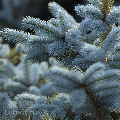 Ель f.Glauca (Голубая) можно купить недорого с доставкой в питомнике ...