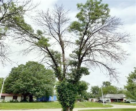 Tree Shrub Care Aspen Lawn And Pest