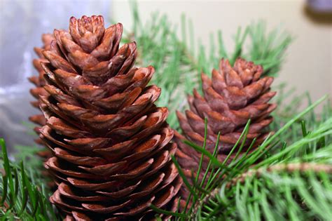 아름다운 소나무 콘과 소나무 가지 새해와 크리스마스 장식 휴일의 개념 텍스트 공간 복사 0명에 대한 스톡 사진 및 기타 이미지