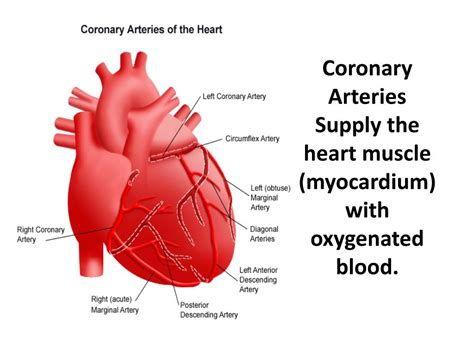 Myocardium Function