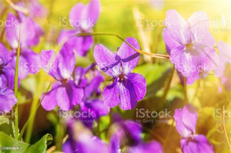 빛의 광선에 아름 다운 피는 제비꽃 Odorata 첫 번째 봄 꽃 태양 플레어와 자연 배경 1에 대한 스톡 사진 및 기타 이미지 Istock