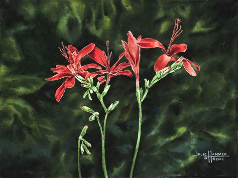 Red Candy Lily Julie Hammer