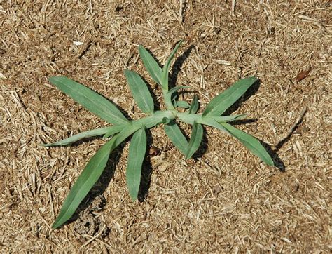 Goosegrass Eleusine Indica Identification And Control