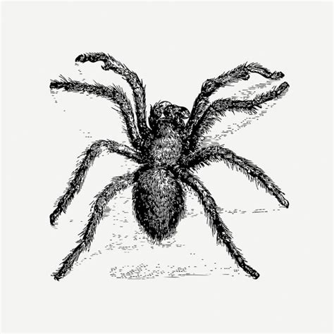 Free Tarantula Hairy Spider Drawing Free PSD Rawpixel Nohat Cc