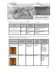 Data Laboratory Fillable Pdf N A M E Taylor Nelson D AT E I N S T R U C TO R