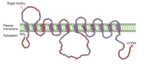 Custom MemPro Major Facilitator Superfamily Services Creative Biostructure