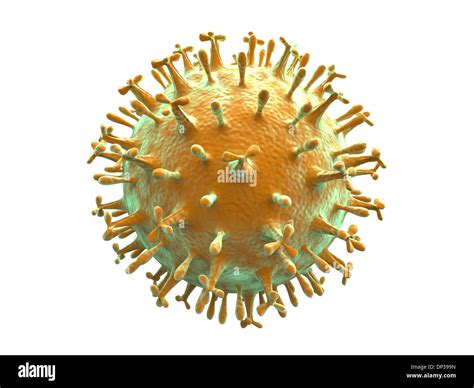 Common Cold Virus Structure
