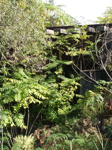 Tree Of Heaven Hunter Regional Weeds