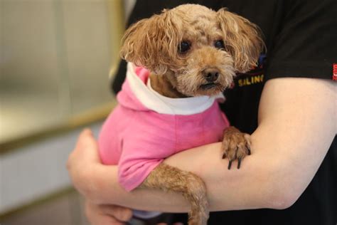 일산 2020 0006 푸들 달이 책임분양 강아지무료분양 고양이무료분양 도그마루 보호소 유기견 강아지입양 유기견입양 고양이입양 유기견무료분양 유기묘보호소 강아지