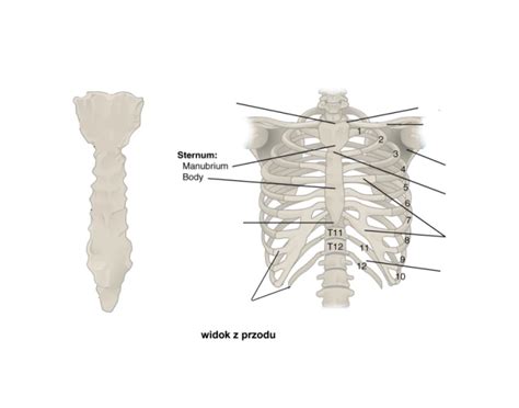 Żebra I Mostek Quiz