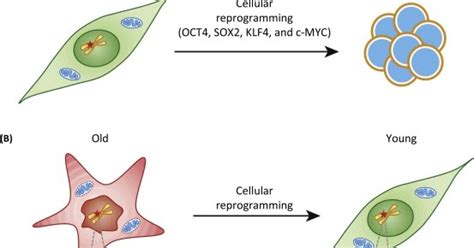 Scientia Potentia Est Cellular Reprogramming Has Been Used To Reverse Ageing