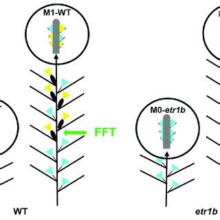 Sex Expression Of WT And Etr1b Androecious Mutant Schematic