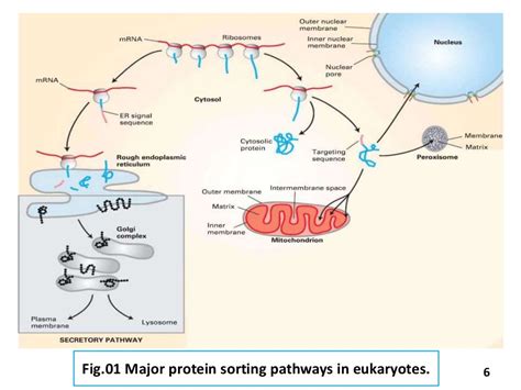 Protein Sorting Through Non Secretory Pathway