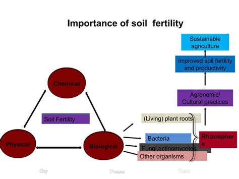 Soil And Productivity PPT