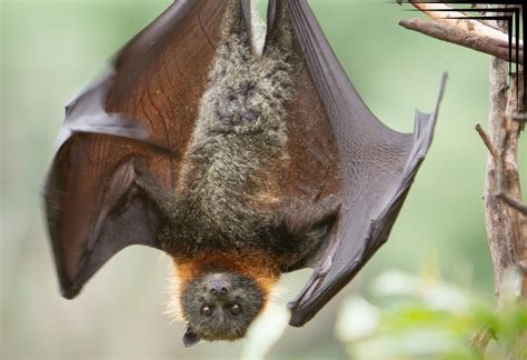 Bats Tactical Wildlife Control