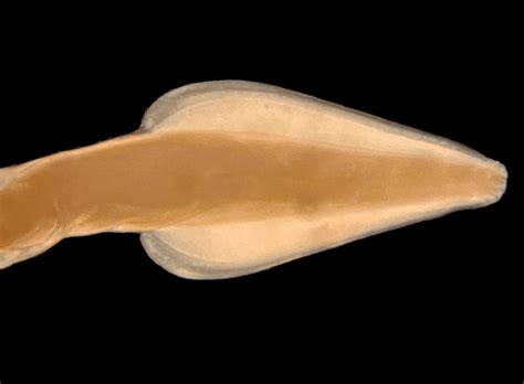 Toxocara Cati Infection In Cats Todays Veterinary Practice