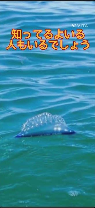 海での危険生物紹介！！ Youtube