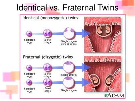 Ppt Embryology Powerpoint Presentation Free Download Id 109684