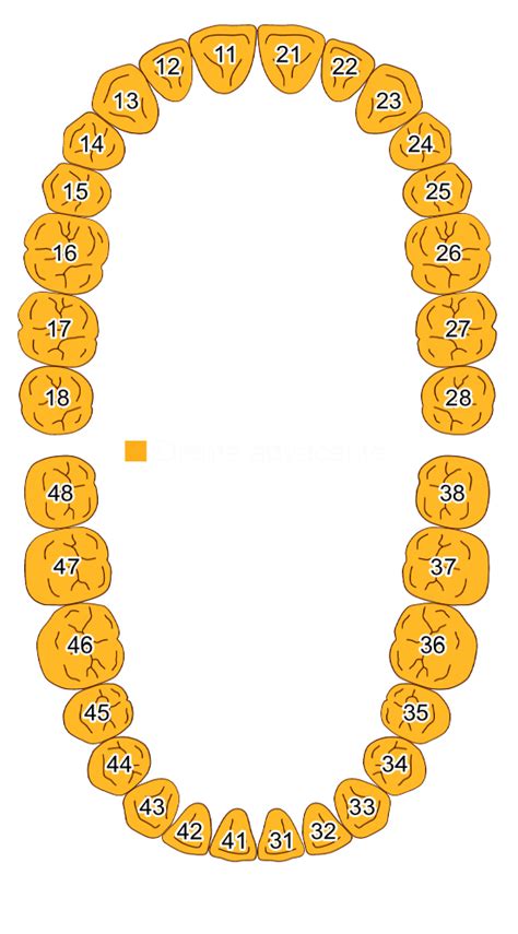Stl File Best Stl Files Of Dental Dentistry And Orthodontics Models To Make With A 3d Printer 🖨