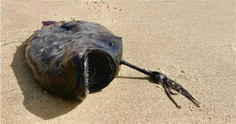 加州海灘有暗黑海怪屍體 頭頂不明巨鞭「嘴藏透明尖牙」 生活 Ctwant