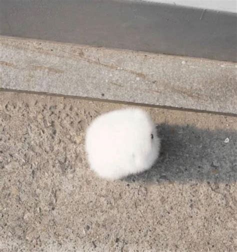 [잡담] 이 강아지 너무 귀엽지 않아 인스티즈 Instiz 일상 카테고리