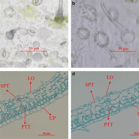 Observation On Stomata And Leaf Cell Structure Of Different Ploidy A Download Scientific