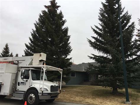 Aerial Tree Services Gallery Calgary Arborists Tree Pruning Removal