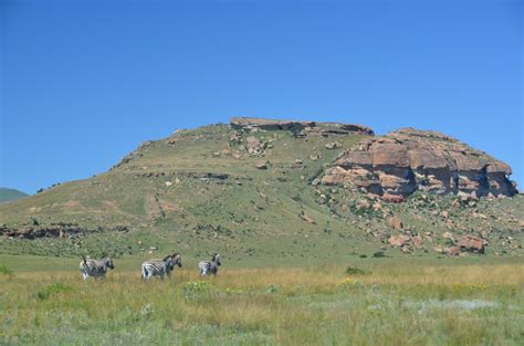 Conservation Community Ecology Lab
