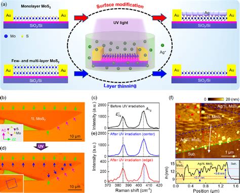 Surface Modification In 1l Mos 2 A Schematic For Selective Surface Download Scientific