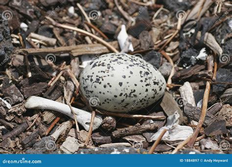 Speckled Bird Egg Identification