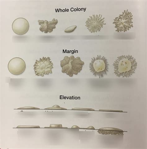 Colony Morphology Diagram Quizlet