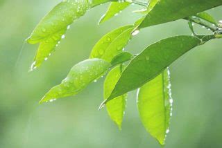6月水無月五月雨月の時候の挨拶文例集手紙やメールに 季語とこよみ