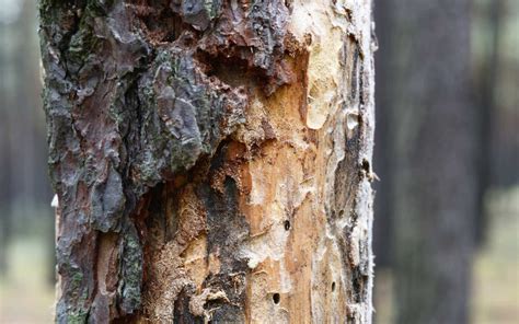 A Comprehensive Guide To Managing Tree Insect Infestations