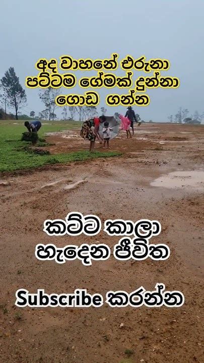 තණකොළ පමණක් අල්ලා දීමේ සේවය Grass Landscape Landscapegrass මිදුල ලස්සන කරන තණකොළ Youtube