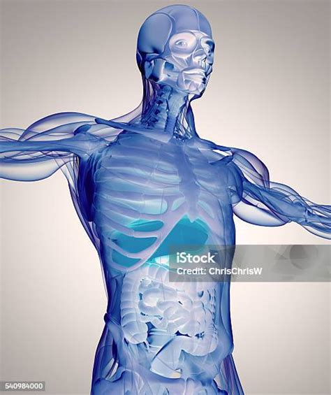 인간의 해부학 간 시야 미래지향적인 스캔3d 일러스트와 같은 엑스레이 초현대적에 대한 스톡 사진 및 기타 이미지 초현대적 3차원 형태 간암 Istock