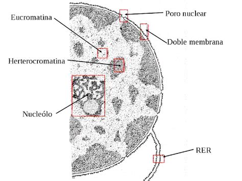 Temas Biología