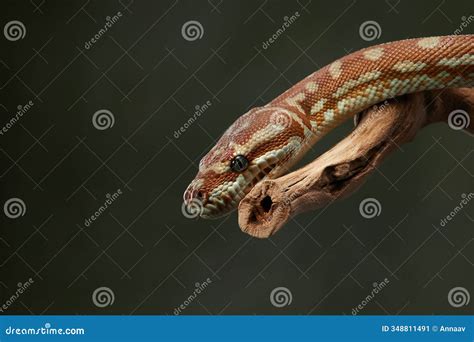 Python With Tongue Out Stock Image Image Of Biology 348811491