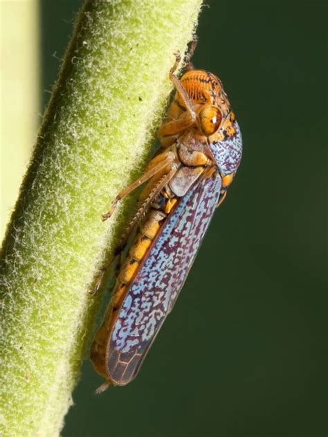 Cicadashellmacrobuginsect Free Image From