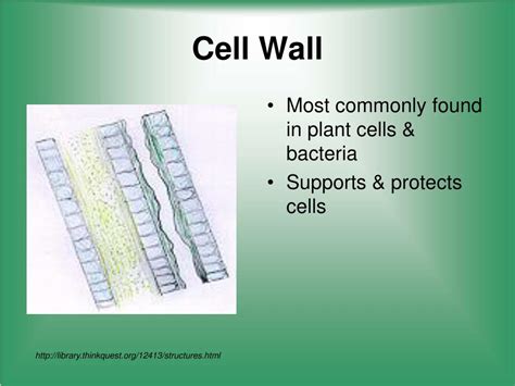 Ppt Cell Structure And Function Powerpoint Presentation Free Download Id 5128250