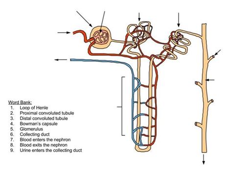 Label The Nephron Diagram