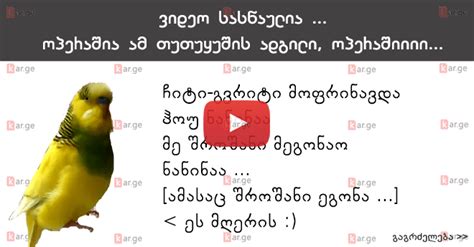 ჩიტი გვრიტი მოფრინავდა