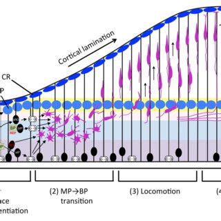 Pdf Molecular Pathways Underlying Projection Neuron Production And