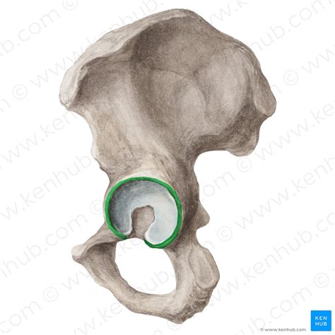 Margin Of Acetabulum Margo Acetabuli Image Liene Znotina Hueso