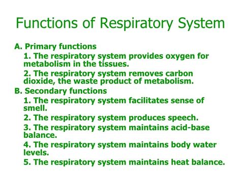 What Are The Primary Functions Of The Respiratory System Design Talk