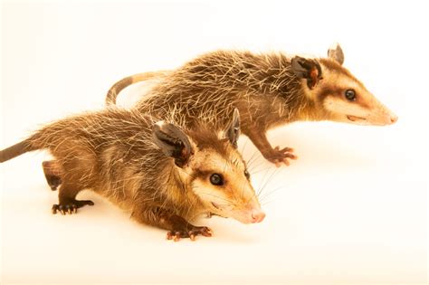 Pair Of Four Month Old Common Opossums Didelphis Marsupialis Joel