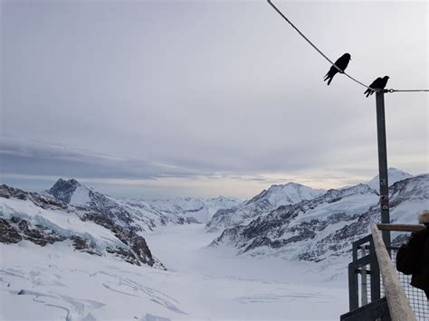 투어 1순위 한국인 가이드와 융프라우요흐jungfraujoch 등정 줌줌투어 스위스 인터라켄