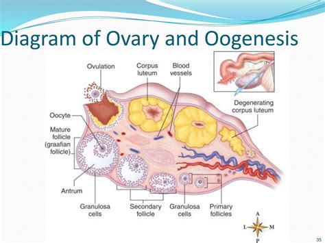The Reproductive Systems Ppt Download