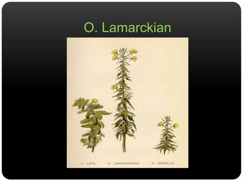 Theory Of Evolution Through Mutation Of Hugo De Vries PPTX